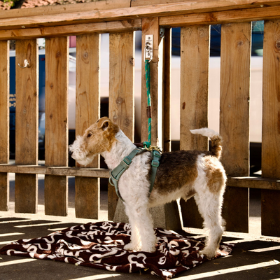 Secure Your Dog With Confidence Indoor, Outdoor, Anywhere – Doghook